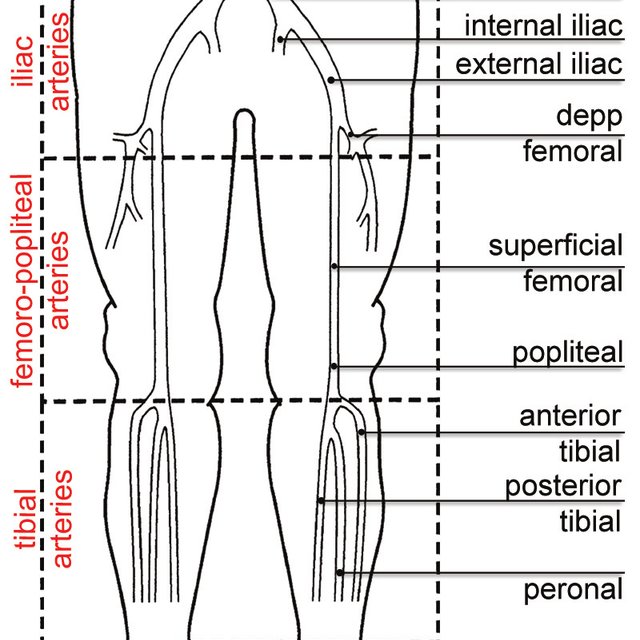 Lower Limb Arteries Overview and 3D Anatomy Tutorial