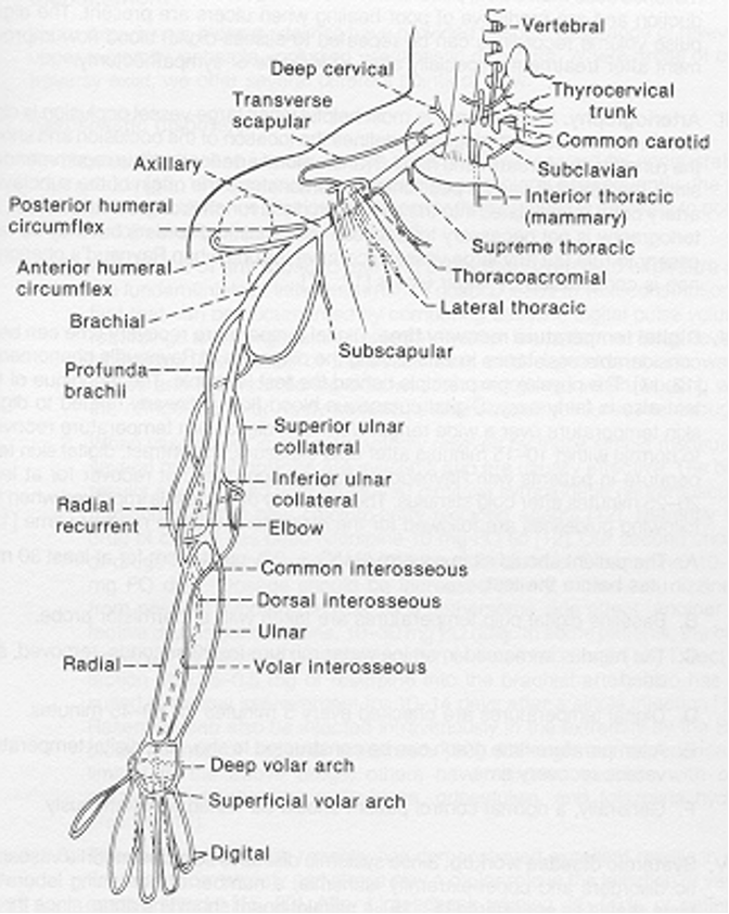 Vascular Physical examination of a patient - notes and MIMIT- EHR ...