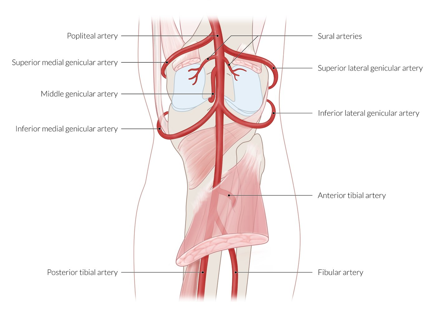 Popliteal Artery Anatomy Branches Location And Course Popliteal Artery